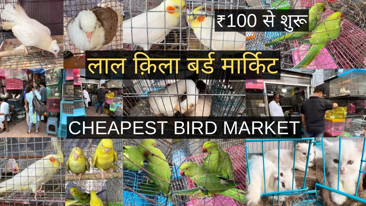 Delhi Bird Market | Lal Quila Bird Market | New Delhi Bird Market ...