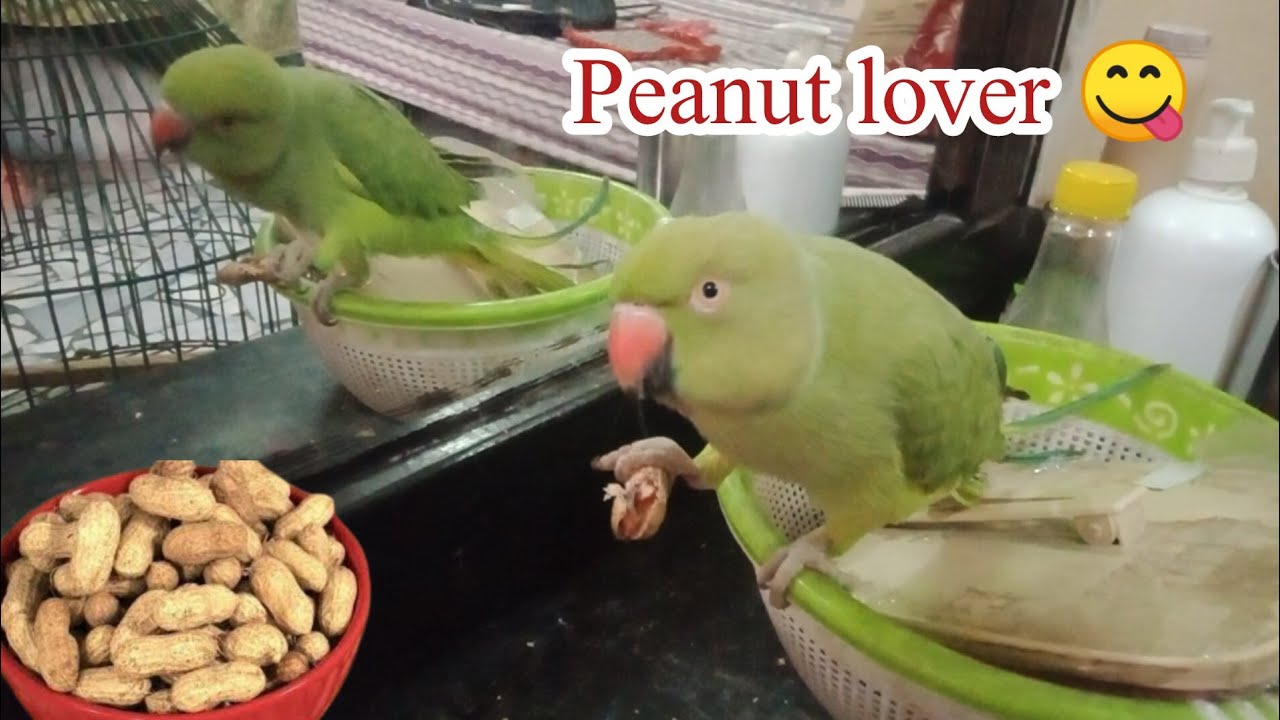 Beautiful Parrot eating Peanut | Ringneck talking Parrot | Mithu Mithu ...