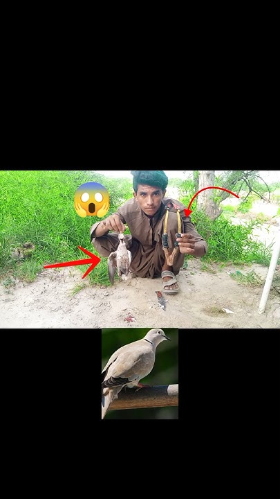 😱Aaj mena ak Collared-Dove hunt keya daily vlog kill a Bird#ospreyvideo#lowangleshot#lensbaby# ...