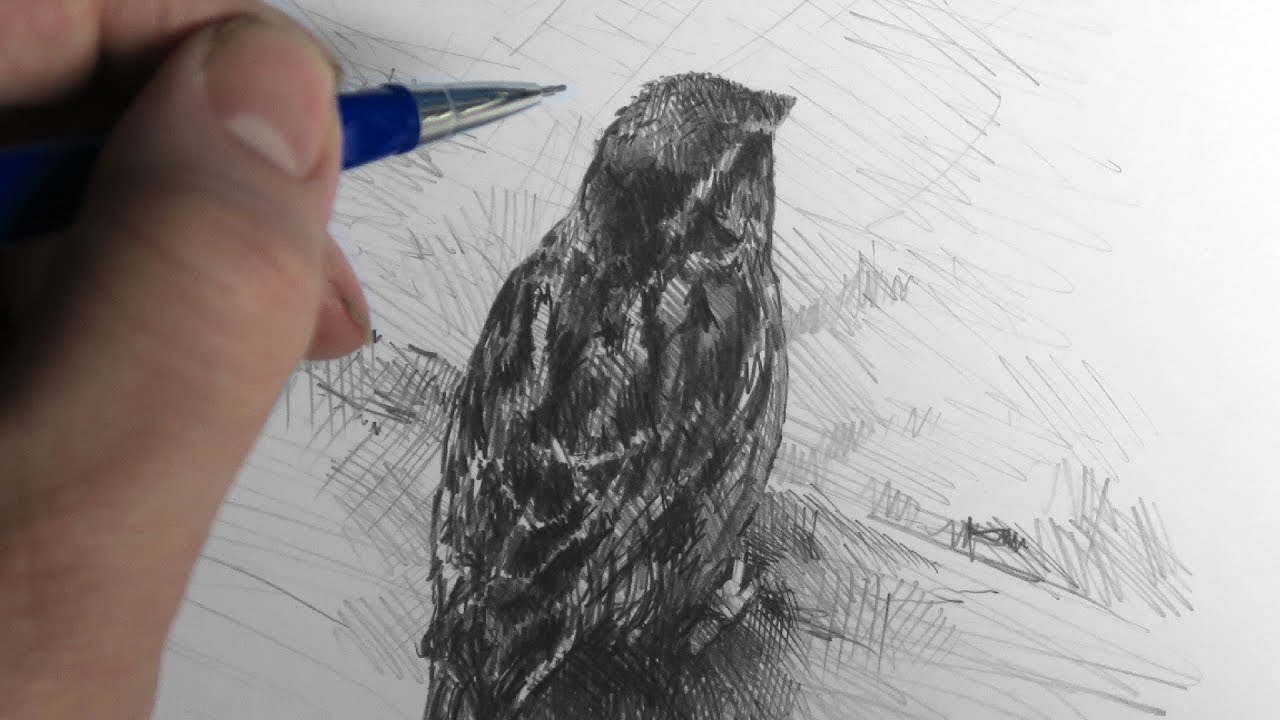 Drawing of a little bird - Graphite pecil - YouTube