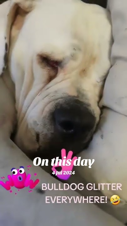 MISS SUGAR BULLDOG #bulldog #trending #sugarmyamericanbulldog #viral #dogs #fyp #shorts #pets # ...