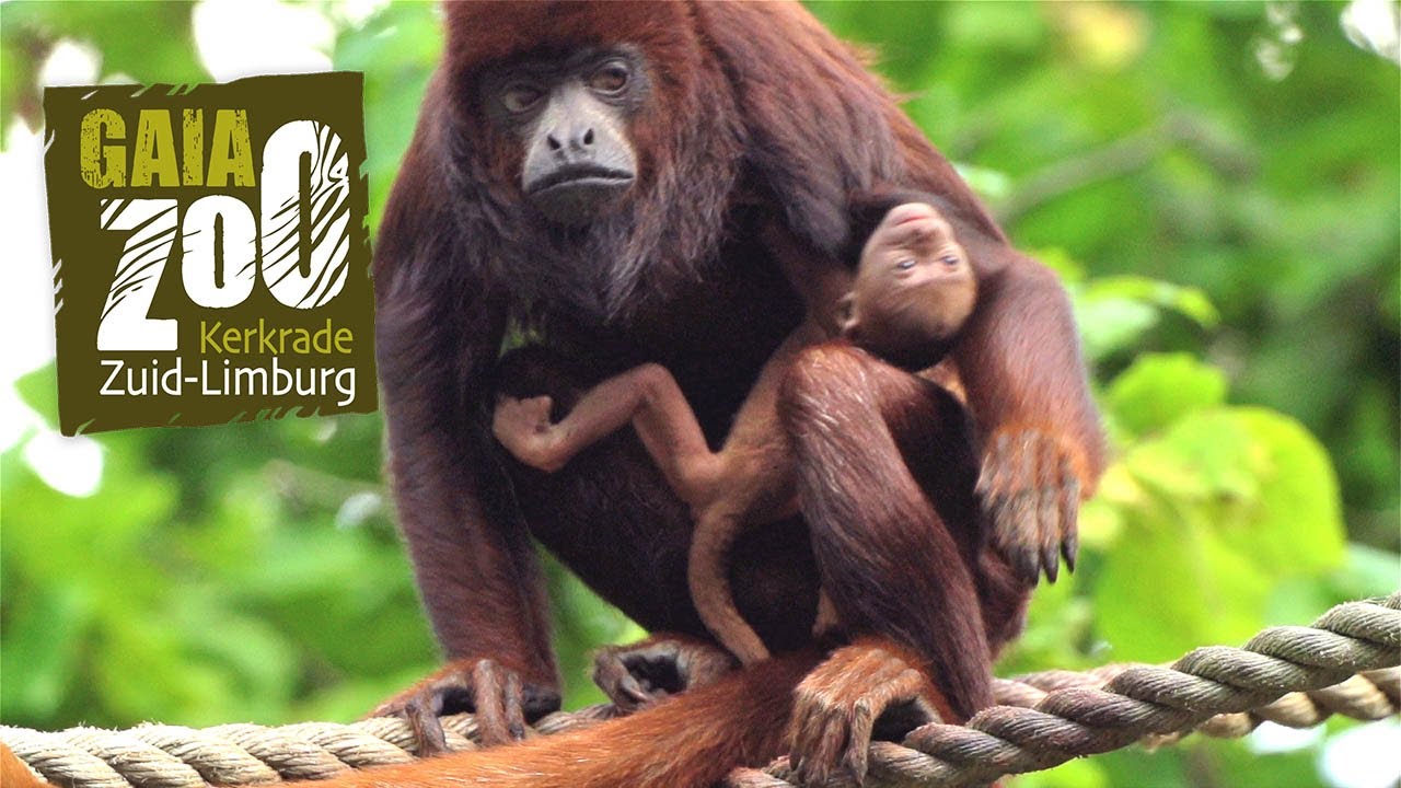 GaiaZOO - Rode brulaap geboren in GaiaZOO - YouTube