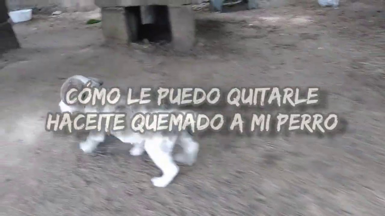 Como le puedo quitarle aceite quemado a mi perro - YouTube