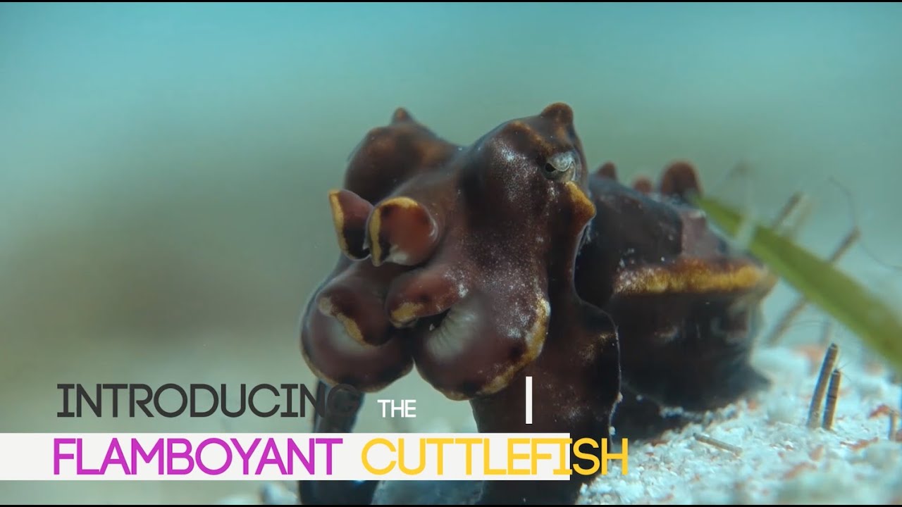 The Aquatic Life of the FLAMBOYANT CUTTLEFISH ~ - YouTube