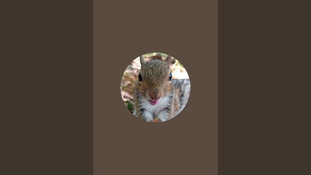 #mycrittercam is live,video of the night time critters. - YouTube