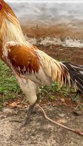 Full speed Quality flying rooster 🐔🐔🕊️ - YouTube