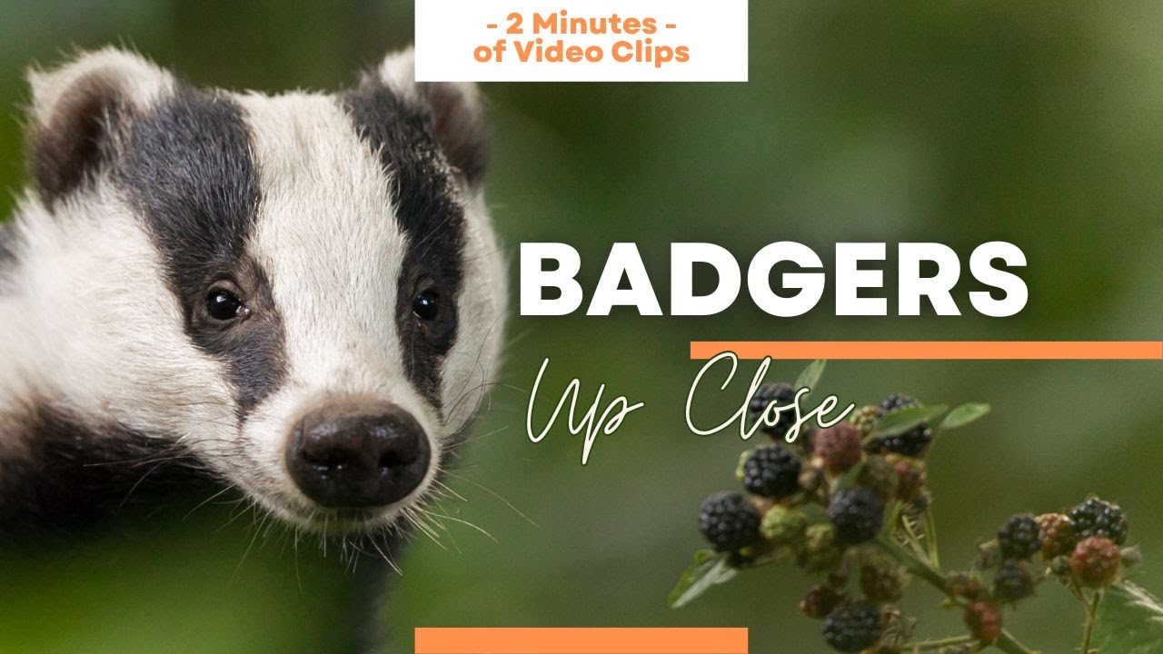 The Hidden World of Badgers 🦡 2 Minutes of Up Close Video Clips of God ...