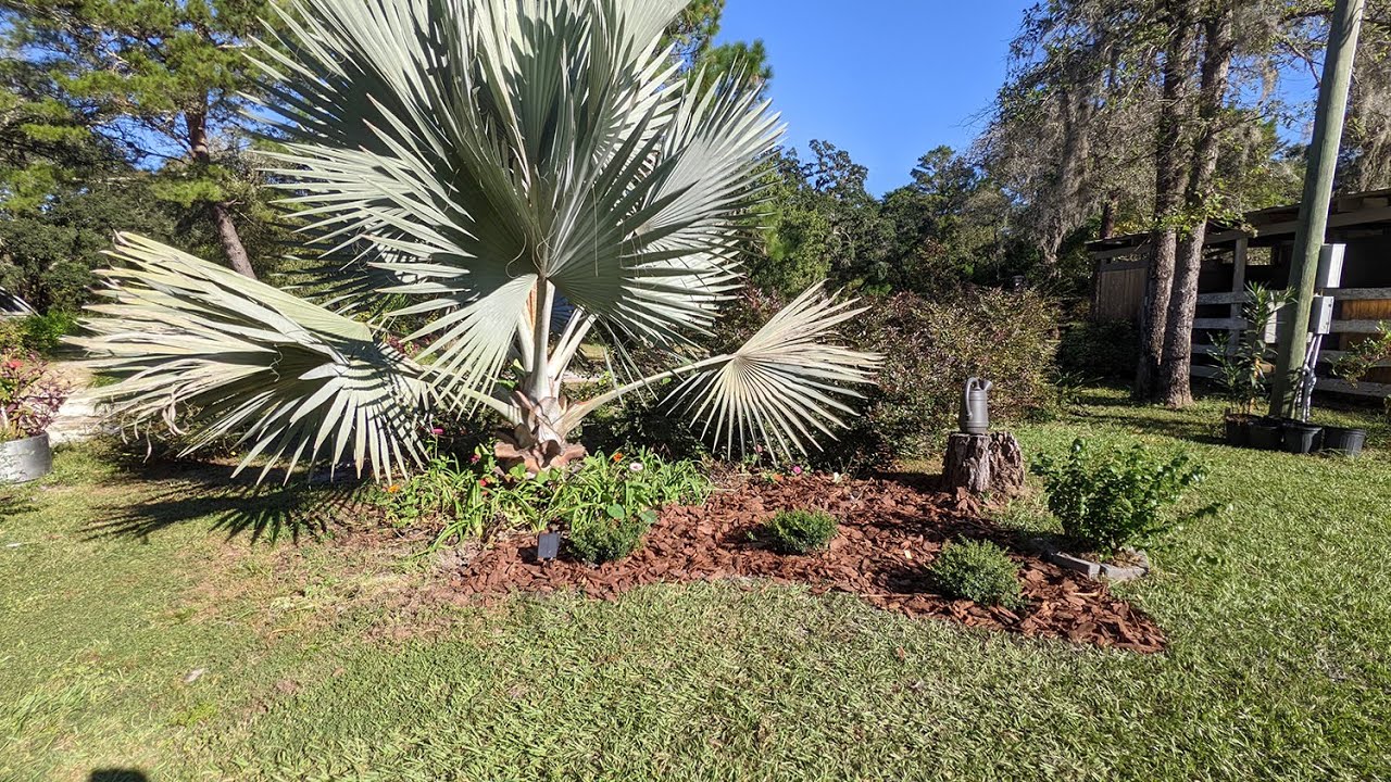 Bermuda Spice Rose and carissa holly border expansion - YouTube