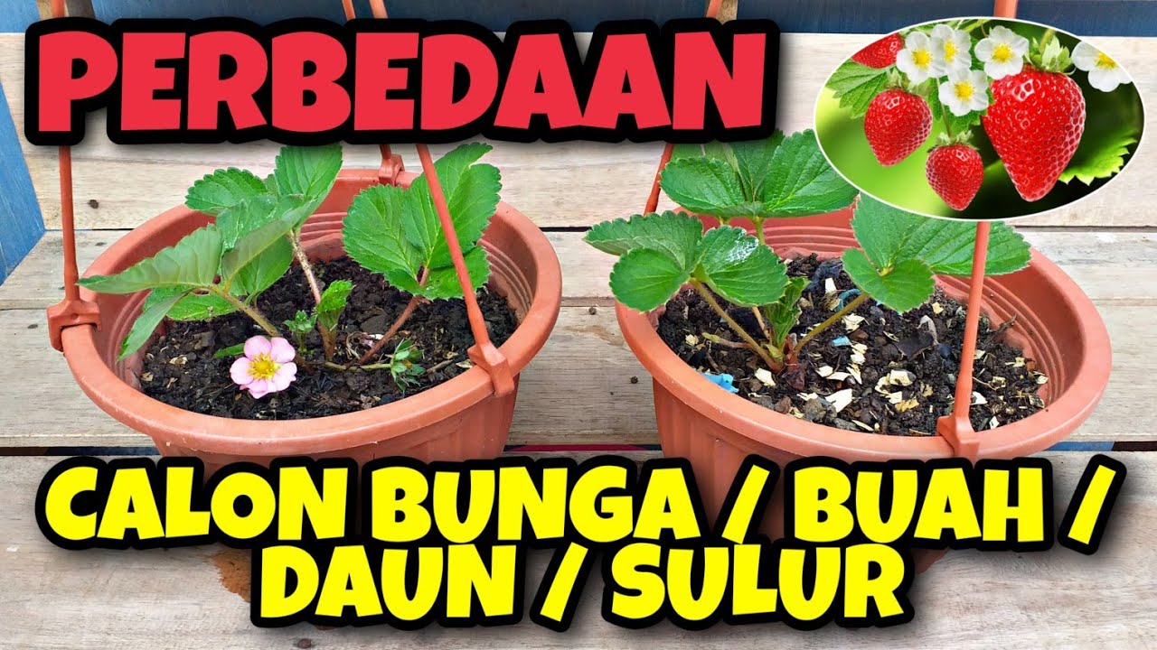 CARA MUDAH MEMBEDAKAN CALON BUNGA/BUAH/DAUN/SULUR STRAWBERRY - YouTube