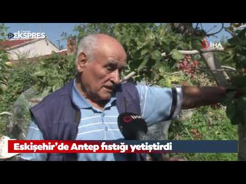 Olmaz dediler ama o Eskişehir’de Antep fıstığı yetiştirdi