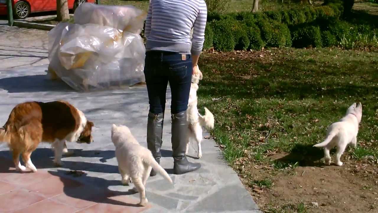 Τα σκυλακια μου! - YouTube