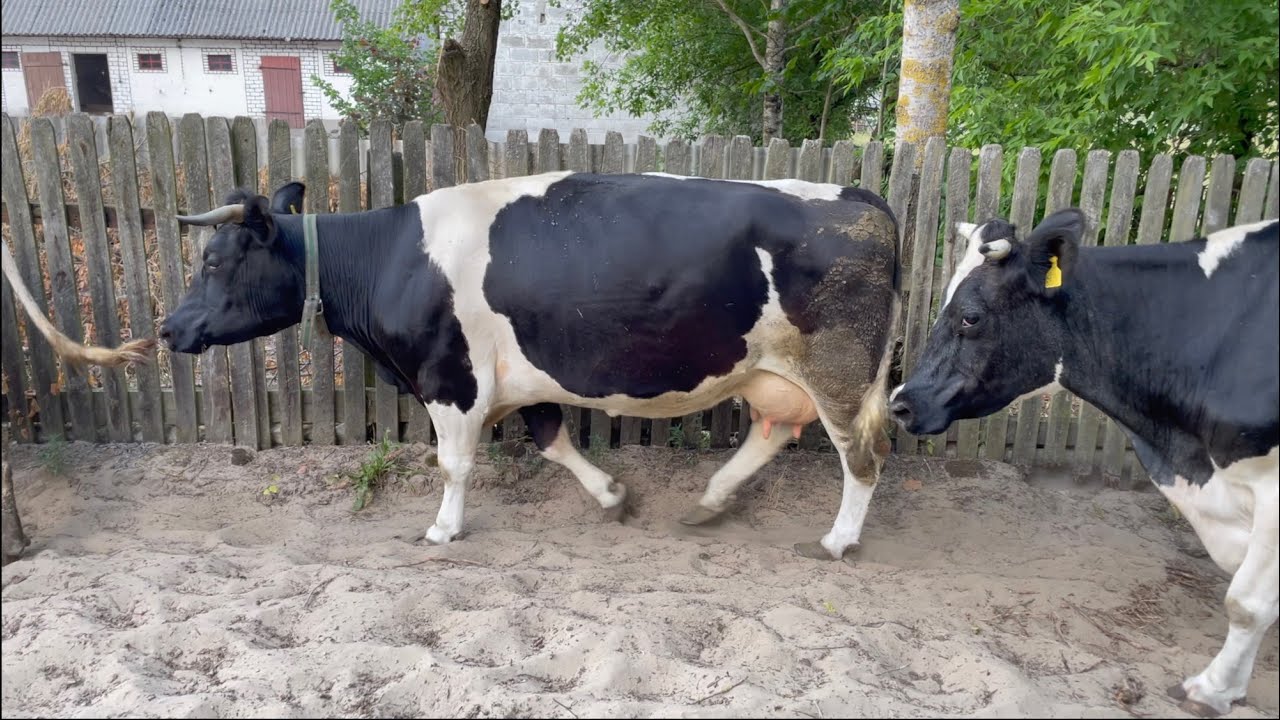 Bydło polskie czarno-białe powrót do obory na wieczorny dój - YouTube