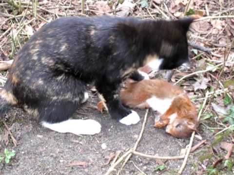 Cat eats squirrel - YouTube