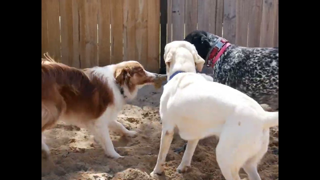 Hanrob Dog Daycare - Customer Review - YouTube
