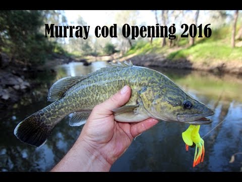 Murray cod fishing, 2016 Murray cod opening - YouTube