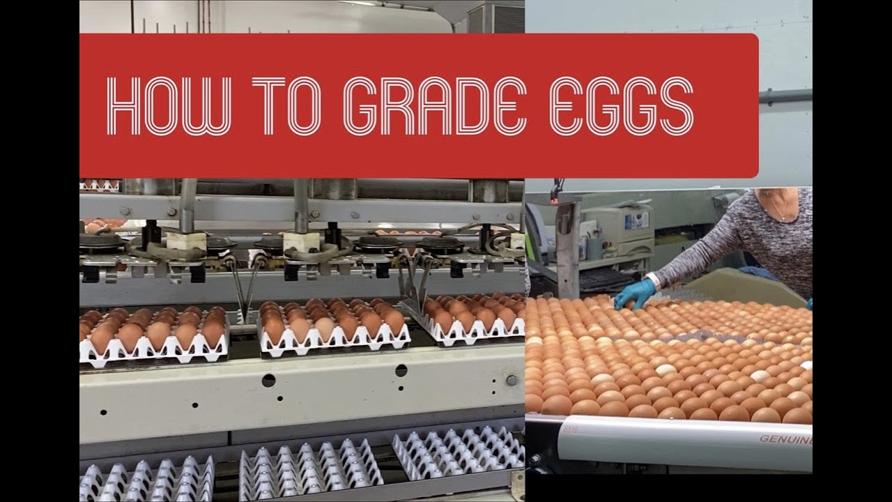 EGG GRADING STATION - YouTube