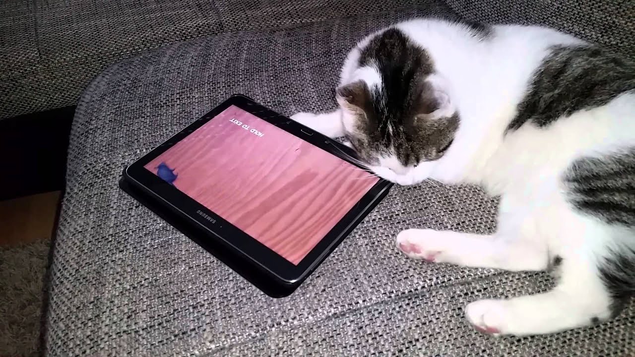 Mr. Flip is playing a cat Game on my tablet - YouTube