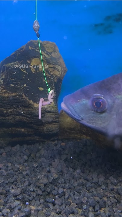 Ternyata Seperti Ini Cara Ikan Nila Memakan Umpan Cacing #shorts #fishing #mancing - YouTube