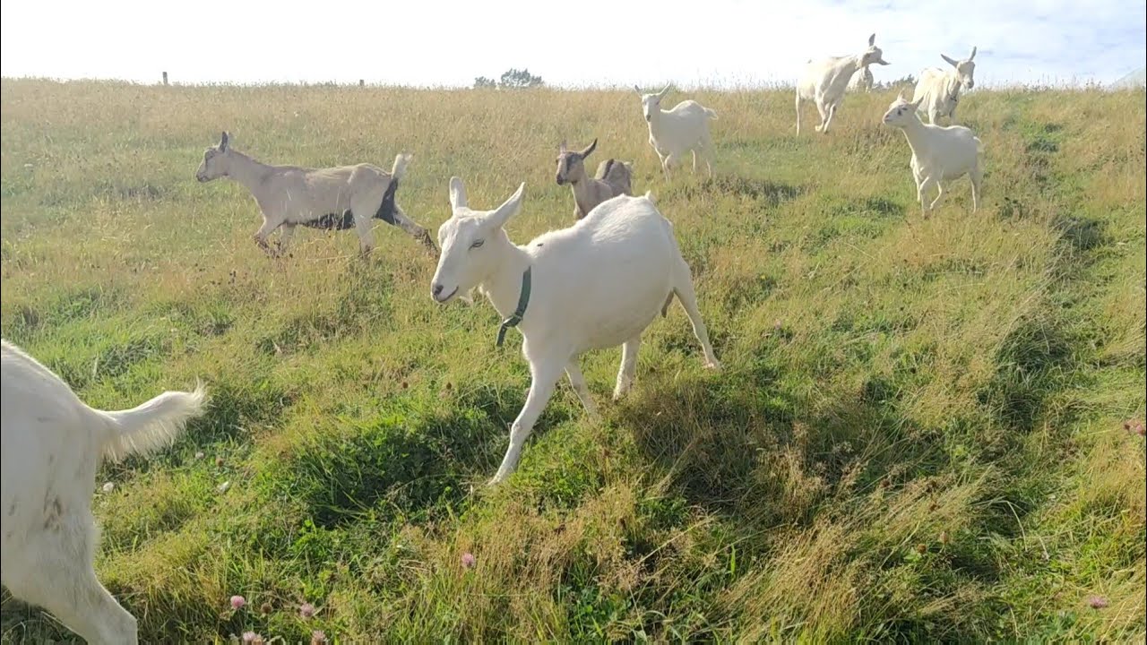 Goat Milk Soap Goats Frolicking Down Hill - YouTube