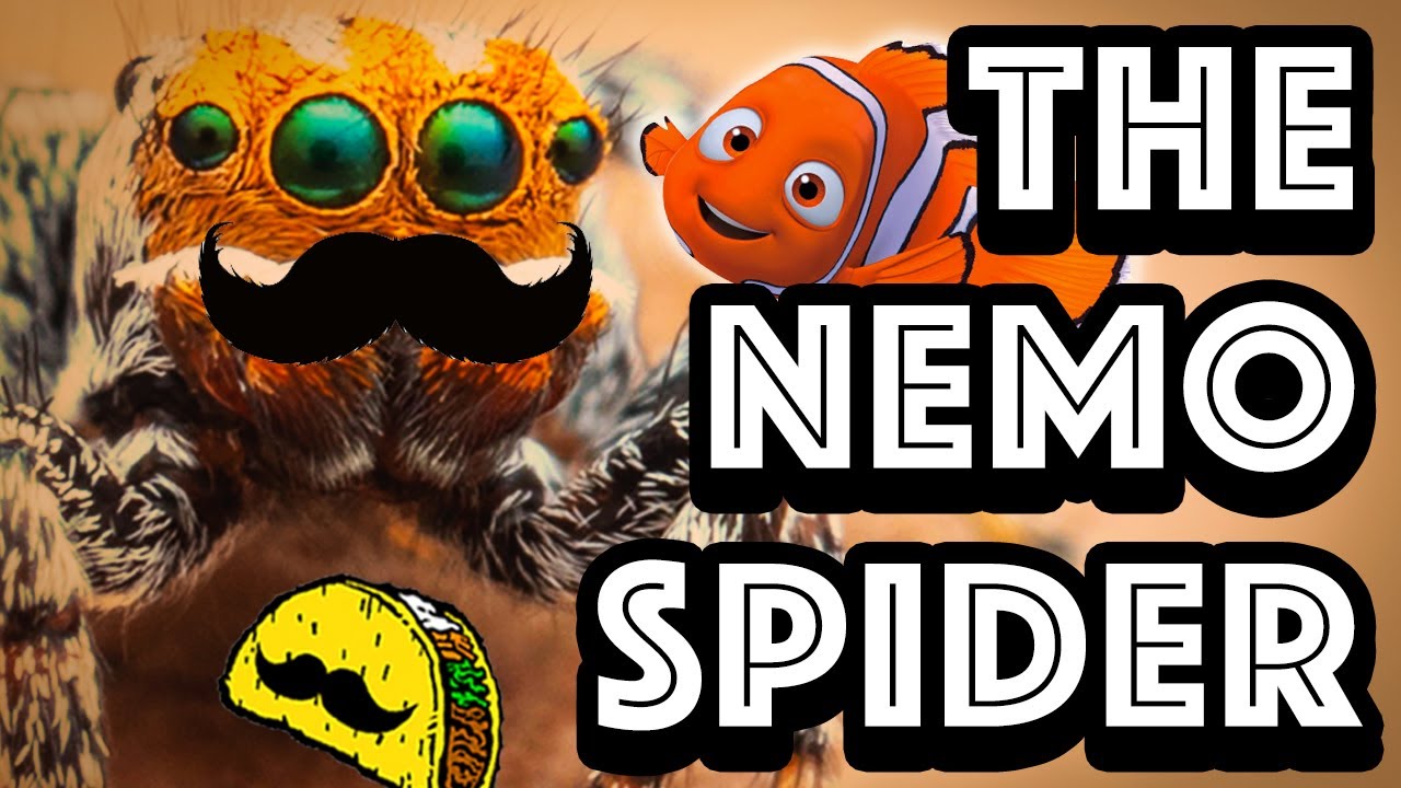 Nemo The Spider - 4/5 Taco - YouTube