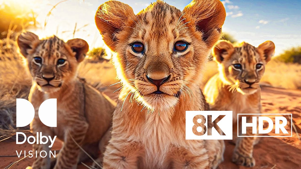INCREDIBLE ANIMAL MOMENTS [ 8K HDR ] DOLBY VISION™ - YouTube