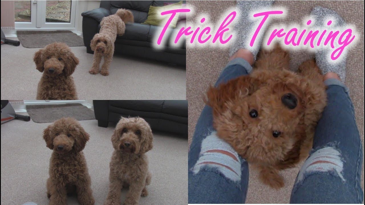 Trick Training - Poppy Cockapoo & Mini Fizz - YouTube