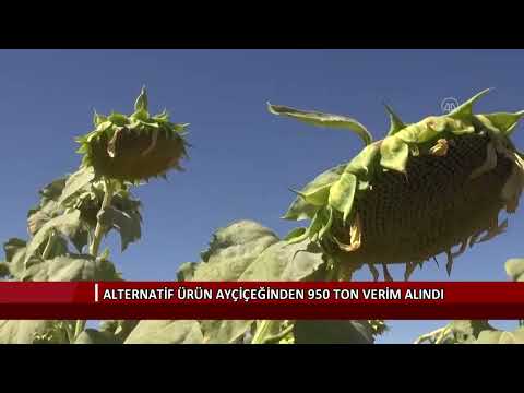 Alternatif ürün ayçiçeğinden 950 ton verim alındı
