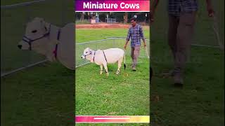 Miniature Punganuru Cow S Farm Ancient Indian Smallest Brahman Breed ...