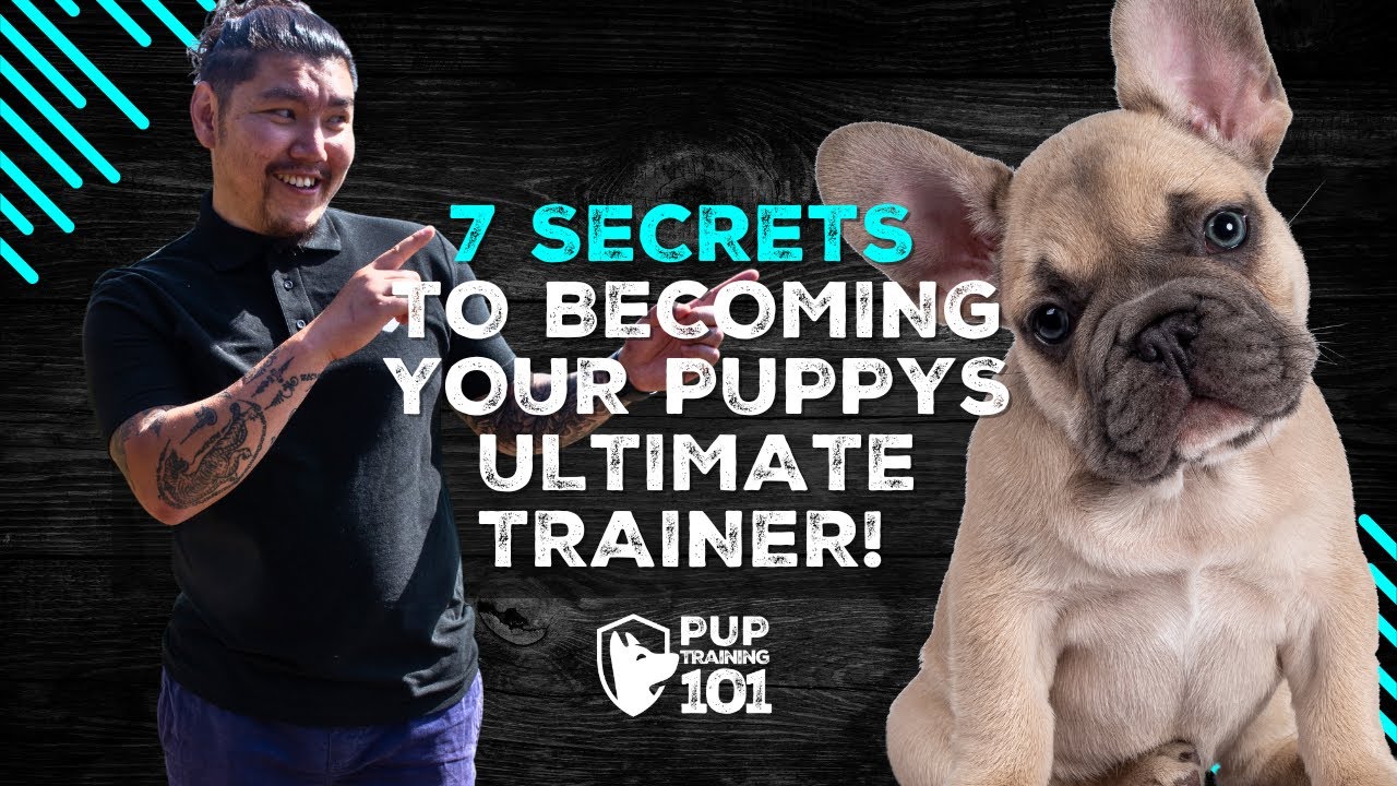 7 Secrets to Becoming Your Puppy's Ultimate Trainer! Must-See Tips for Dog Owners! - YouTube