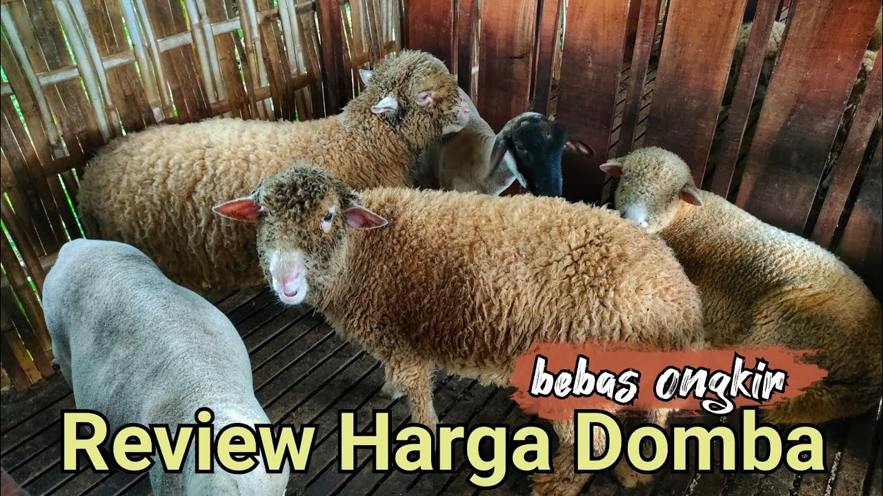SEMUA HARGA SUDAH TERMASUK ONGKIR !!! RESTU DOMBA FARM - YouTube