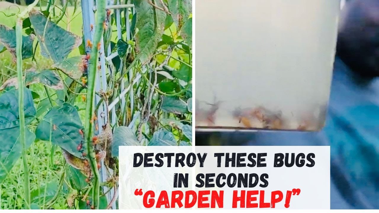 How To Get Rid Of "Leaf Footed Bugs" in Seconds| SUPER EFFECTIVE‼️ ...