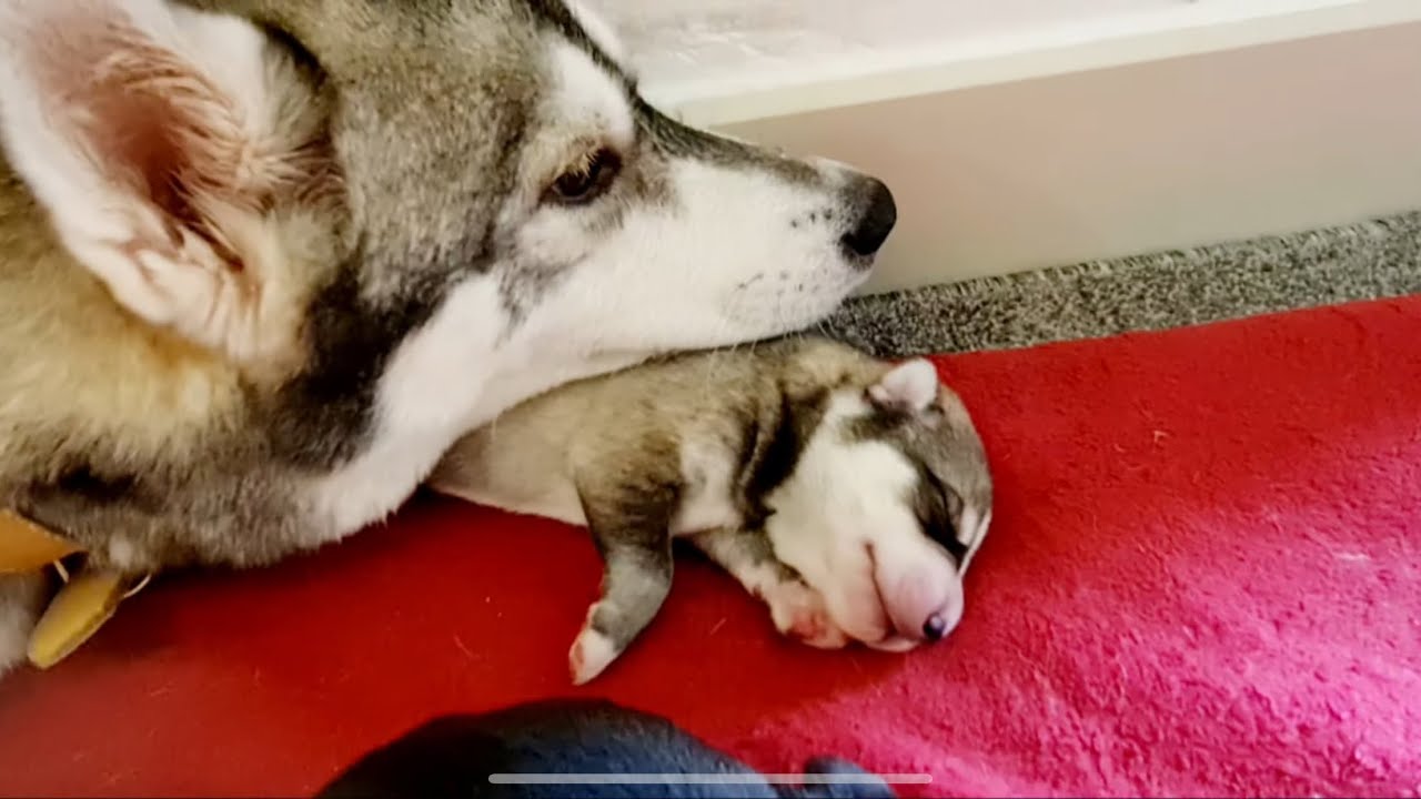 New born husky puppies crying for the milk! - YouTube