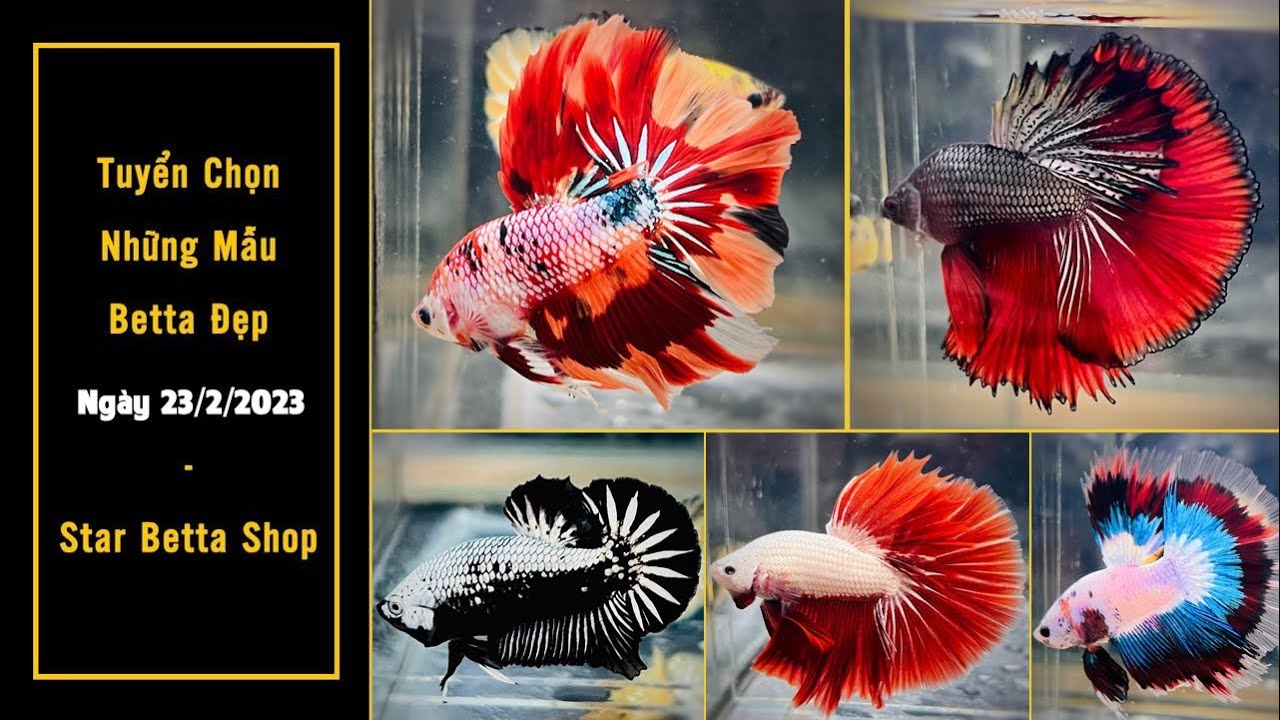 Phiếu Quay Số Trúng Betta và Mẫu Betta Đẹp 23/2 - Star Betta Shop 0382698808 - YouTube