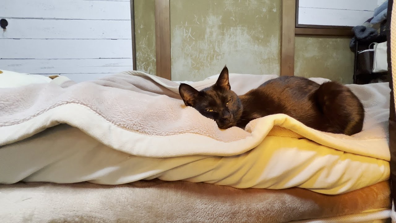 419】気分屋の黒猫にAIM30をあげてみたら・・？ - YouTube