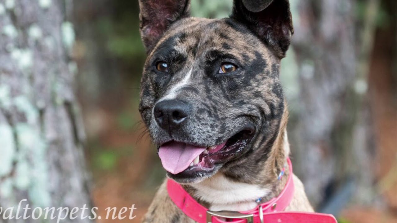 Australian Cattle Dog Pitbull Mix