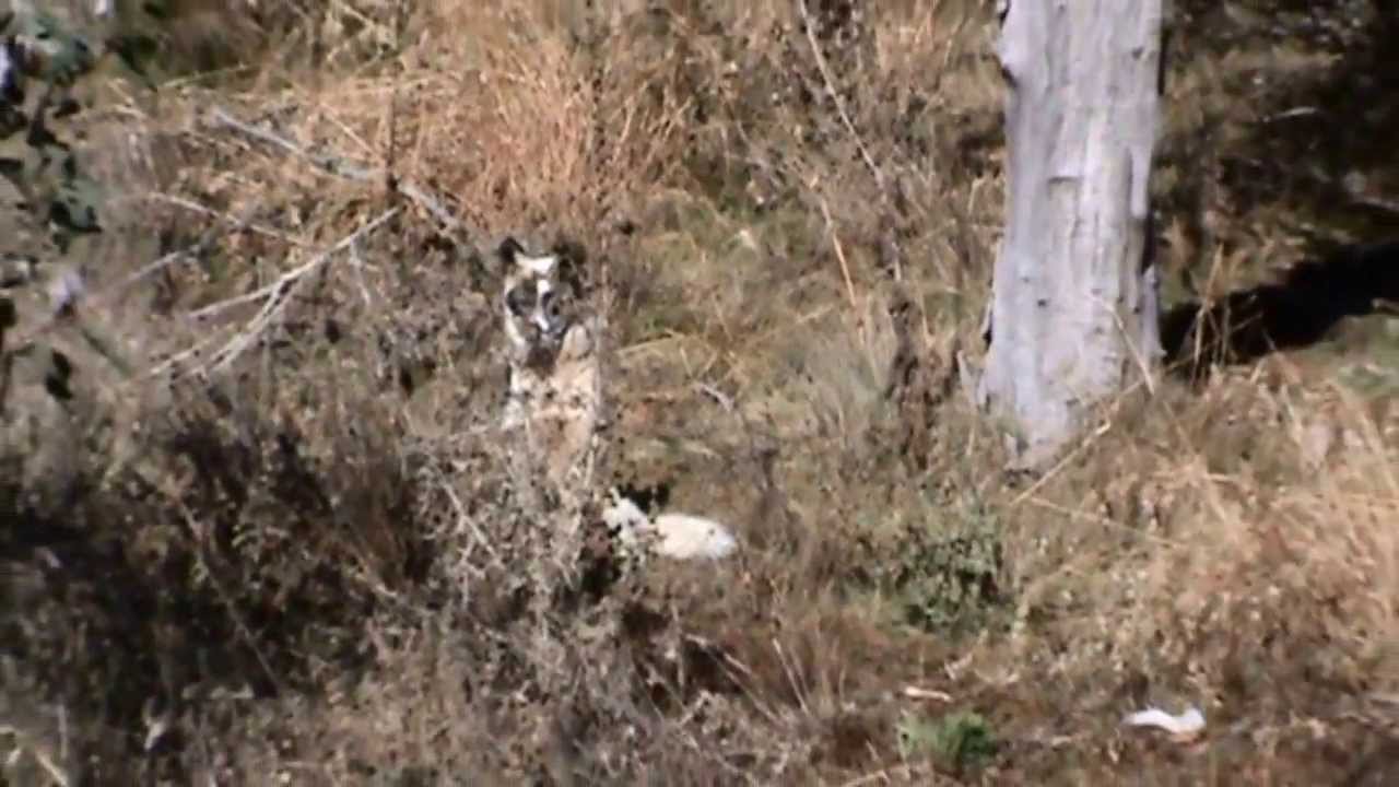 Howling Wild Dog In - YouTube