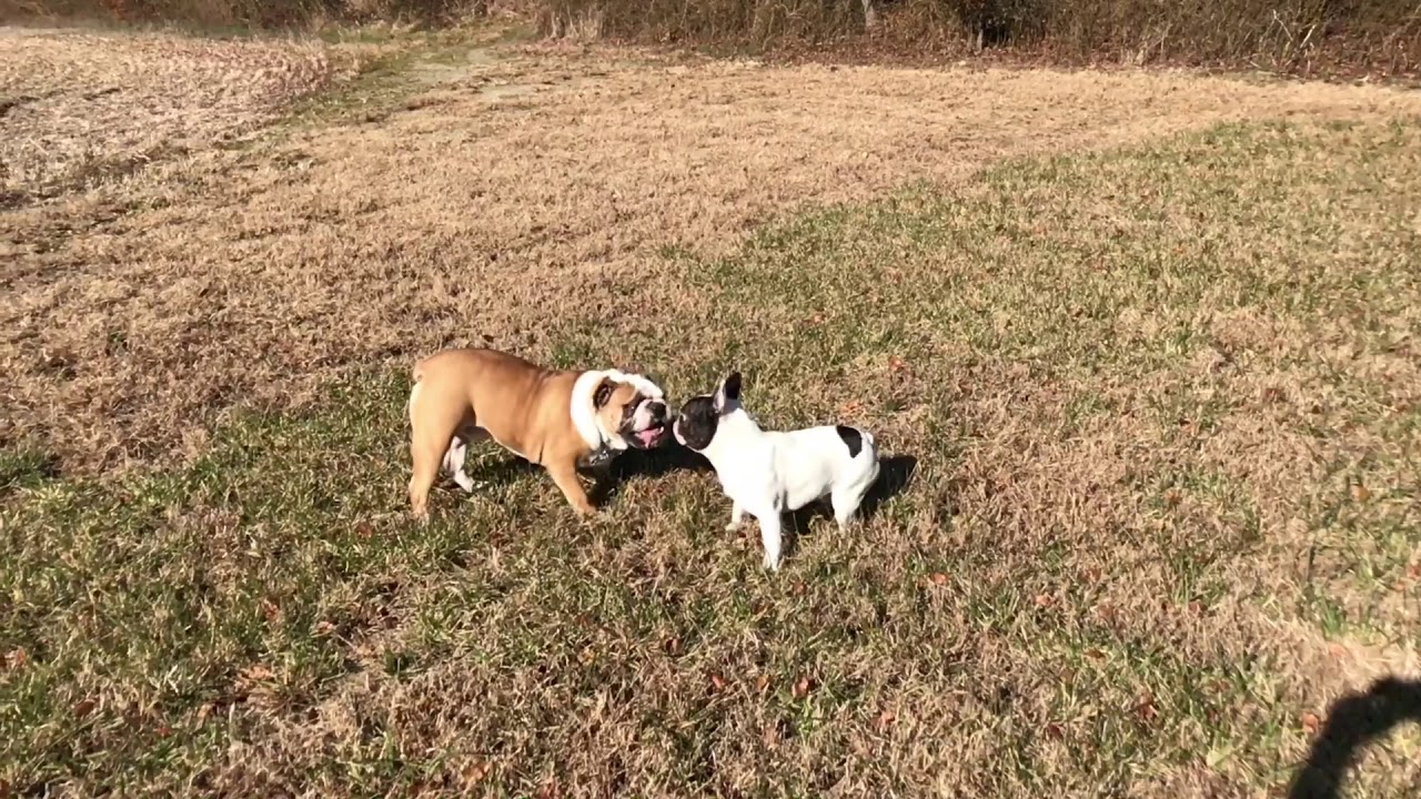 French bulldog vs English bulldog fight - YouTube
