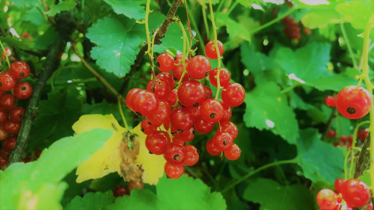 Currants Harvest from Our Backyard Garden - Edible Landscaping - YouTube