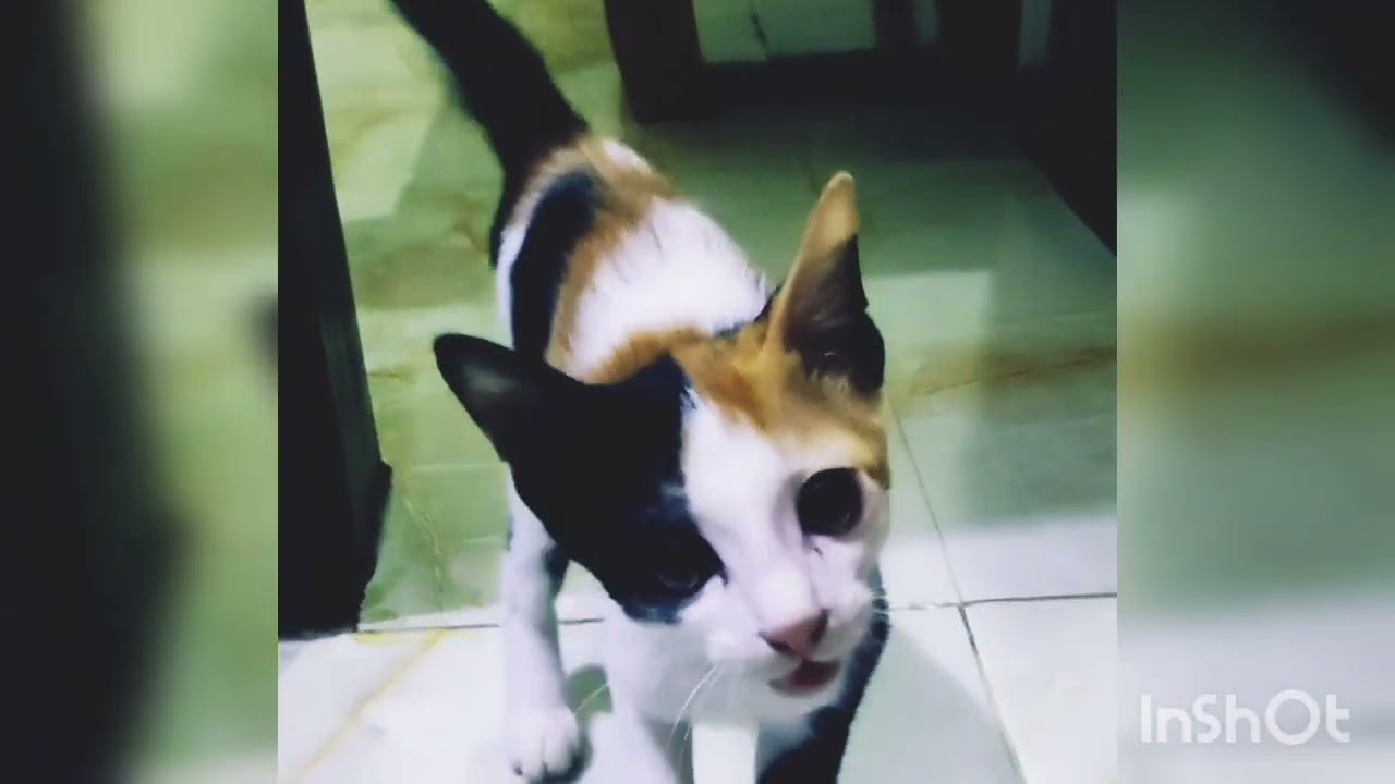 Kitty waiting for dinner, Kitty crying for food, cute meme - YouTube