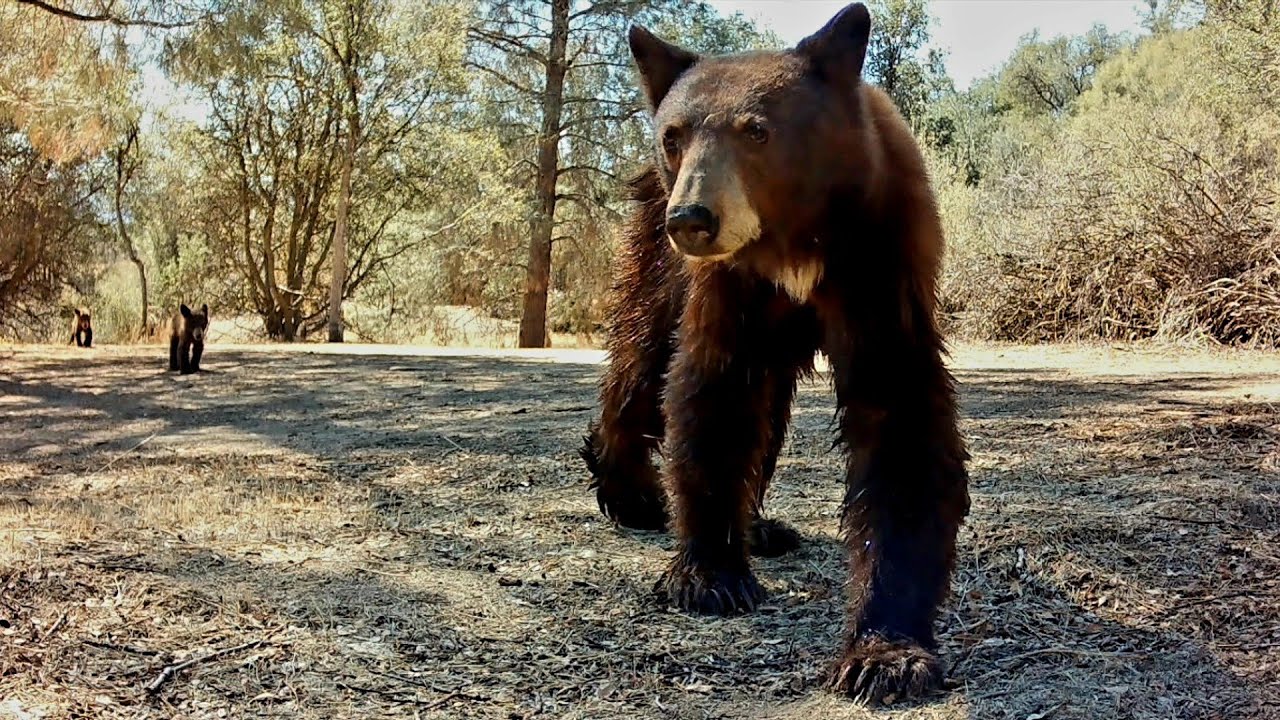 California Color Phase Bears - YouTube