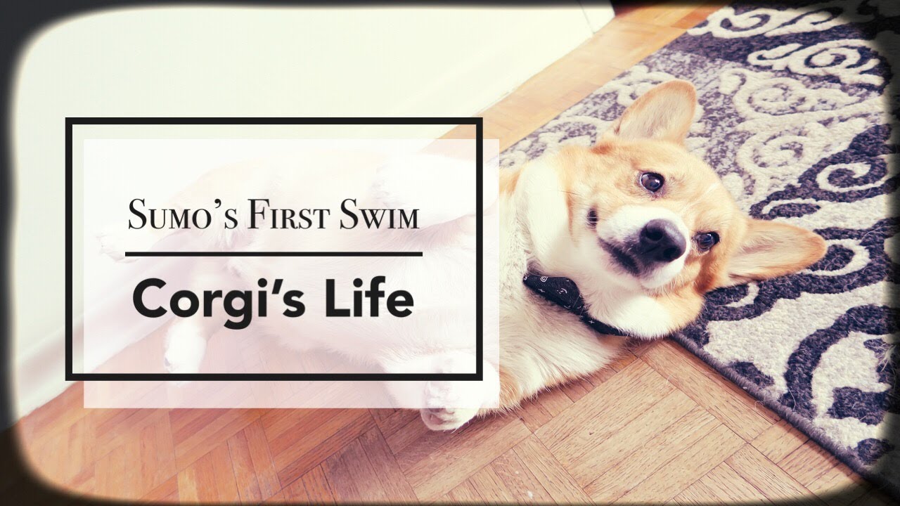 Sumo’s first swim in the pool - YouTube