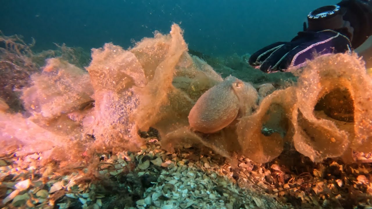 A new dive trip to the ferry dock to bring up some old lobster pots that someone have lost ...