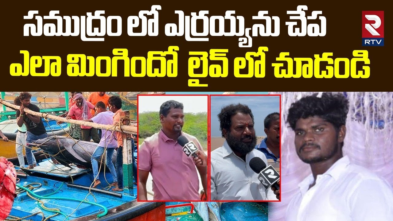 Kommu Konam Fish : ఎర్రయ్యను చేప ఎలా మింగిందో చూడండి | Anakapalli ...