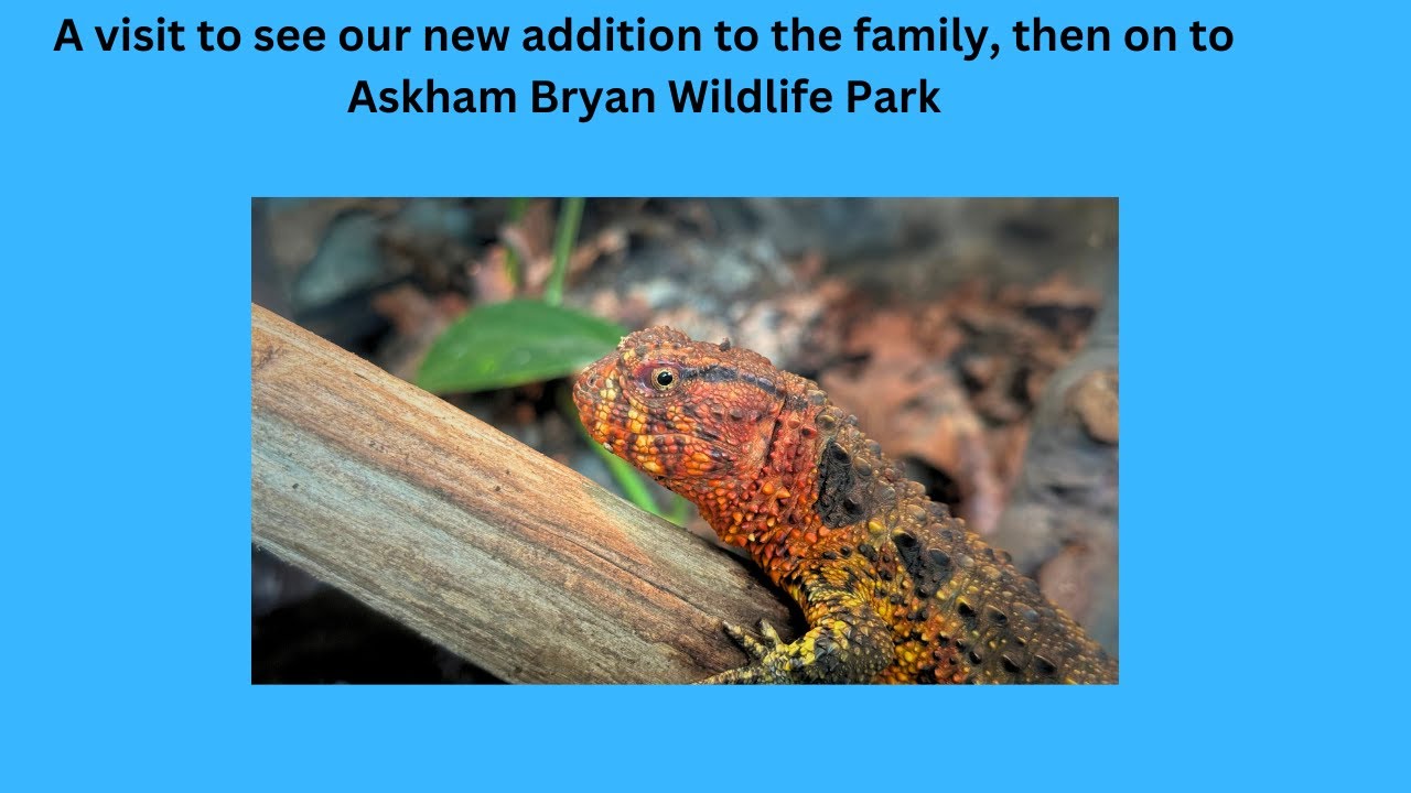 Visit to Askham Bryan Wildlife Park - YouTube
