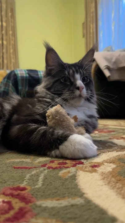 #кіт #смішнівідео #кошенята #котики #гумор #мейкун #mainecoon # ...