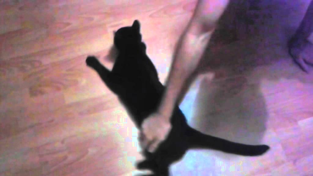 spinning cat - they see me rollin' super funny cat video - YouTube