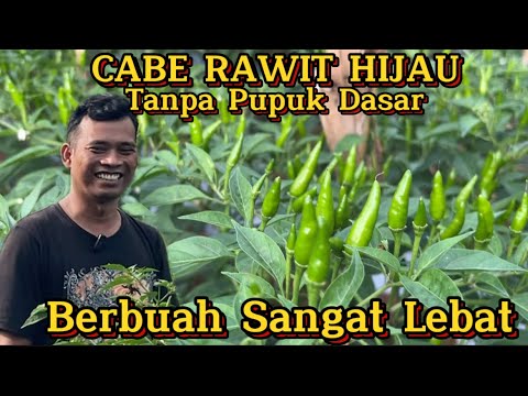 CABE RAWIT HIJAU BUAH LEBAT, PERAWATAN SANGAT SEDERHANA
