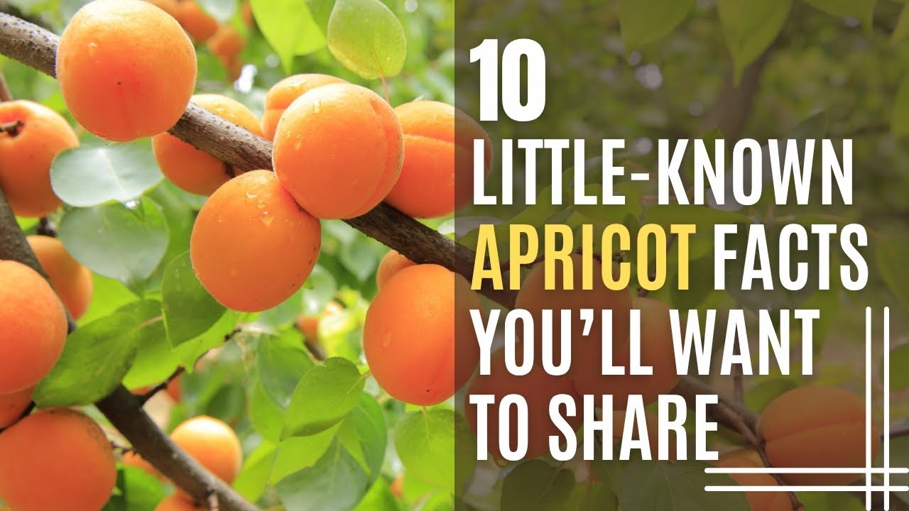 10 Surprising Facts About Apricots | Health Benefits, Origins & Fun ...