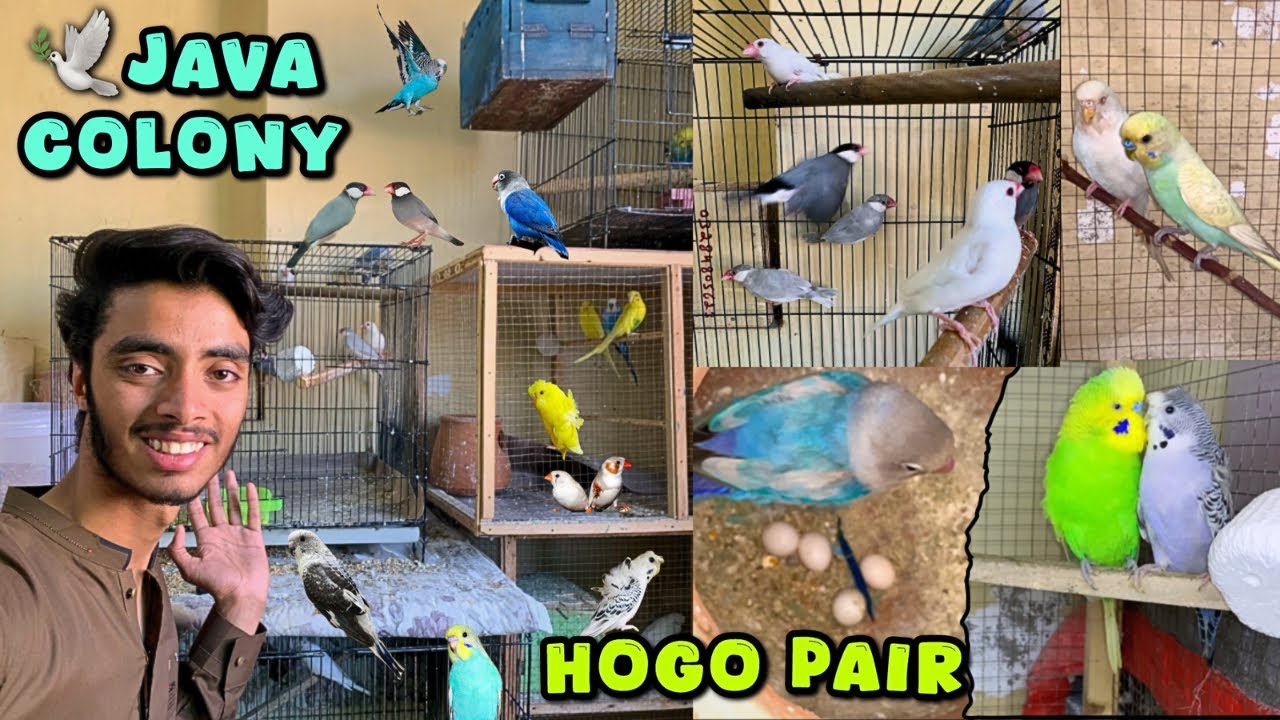 Finally java sparrow ki colony bna di😍🕊️|Hogoromo budgies ka pair lga dia|Blackwing budgies ...