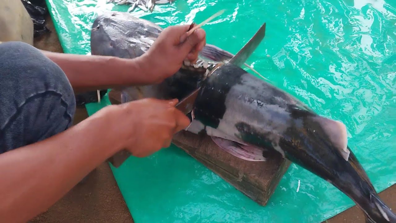 www-bagarius-rutilus_seriously-fish-com // Bagarius fish cutting skills ...